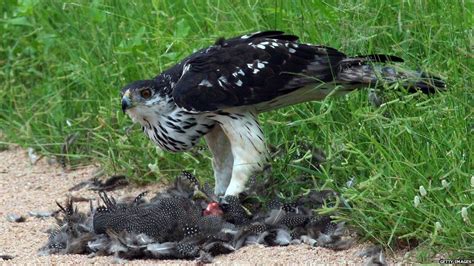 Eagles Are Being Trained To Grab Drones From The Sky Bbc News