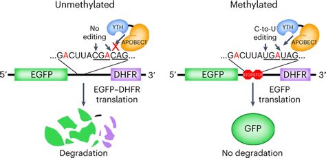 Overview Of The Gems System Schematic Illustrating The Gems System For Download Scientific