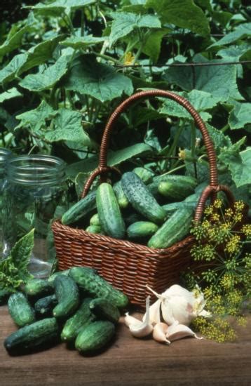 Лучшие сорта огурцов для засолки на зиму