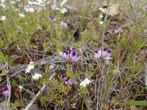 Jepsons Milkvetch Native Plants