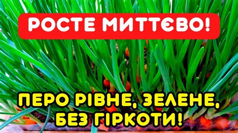 Підказала свекруха 3 ХИТРОЩІ Що любить цибуля на підвіконні взимку