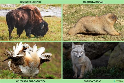Estepa Euroasiática Qué Es Características Flora Y Fauna Guía Para