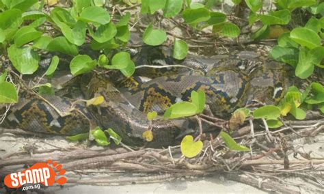 2m Long Python Takes A Chill Pill At East Coast Park Right Outside 2m Long Python Takes A Chill Pill At East Coast Park Right Outside