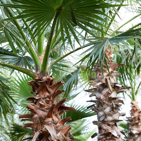 Mexican Fan Palm Fruit