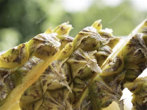 Las piñas son frutas tropicales ricas en vitaminas enzimas y