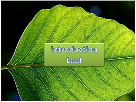 Leaf Apex Type Pdf Geology Science