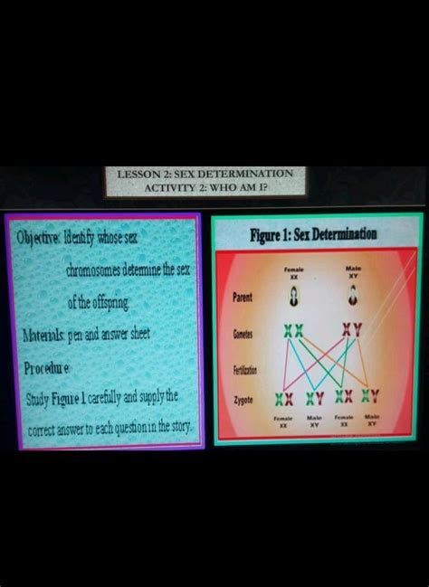 Lesson 2 Sex Determination Activity 2 Who Am I Objective Identify