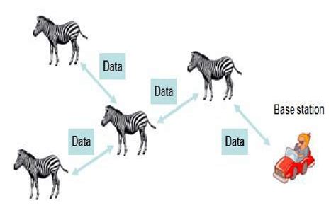 Wireless Sensor Network Application In Zebranet Download Scientific