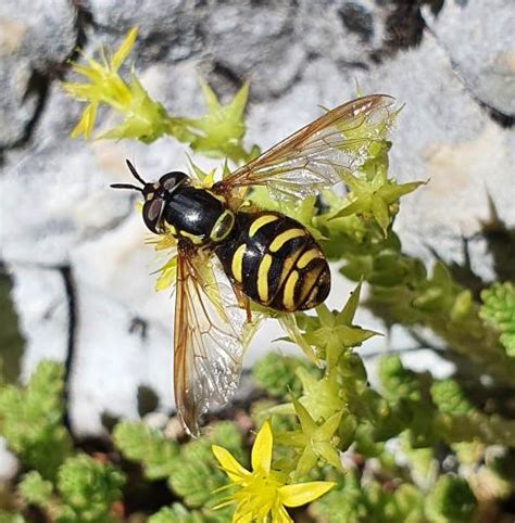 Chrysotoxum Intermedium Galerie