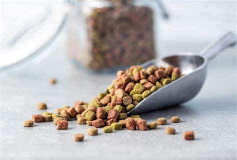 Los 10 Mejores Alimentos Para Perros Alto Nivel
