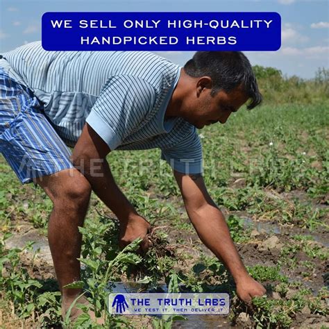 Cocoa Husk Cocoa Bean Shell At ₹ 120 Kg Herbal Extracts In New Delhi Id 2856472752291