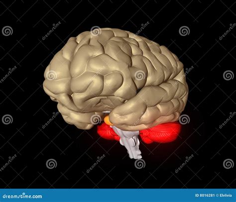 Cerebral Brain Stock Illustration Illustration Of Brain 8016281