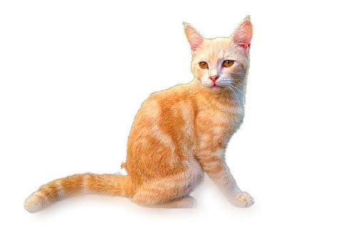 Javanese Cat Breed Information And Maintenance