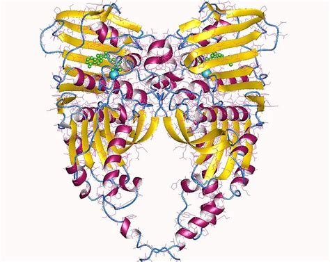What Is The Difference Between Topoisomerase I And Ii Pediaacom