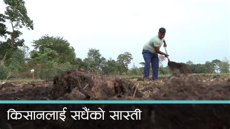 लुम्बिनी प्रदेशमा यस वर्ष पनि रासायनिक मल अभाव हुने Kantipur Samachar