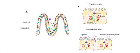 Disruption Of The Intestinal Barrier And The Function Of The Microbiota