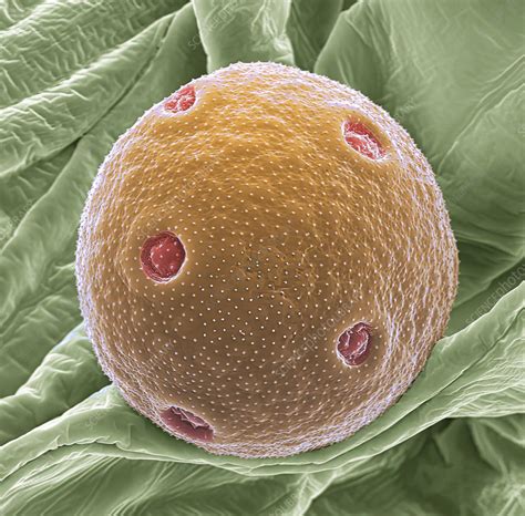 Cerastium Pollen SEM Stock Image C059 8282 Science Photo Library