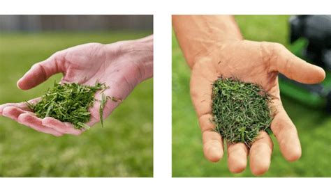 What To Do With Lawn Clippings Maggio Ltd