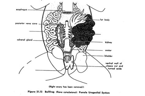 Frog Reproductive System