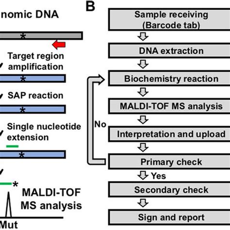 Schematic Presentation Of The Principle Of Mutation Detection By Download Scientific Diagram