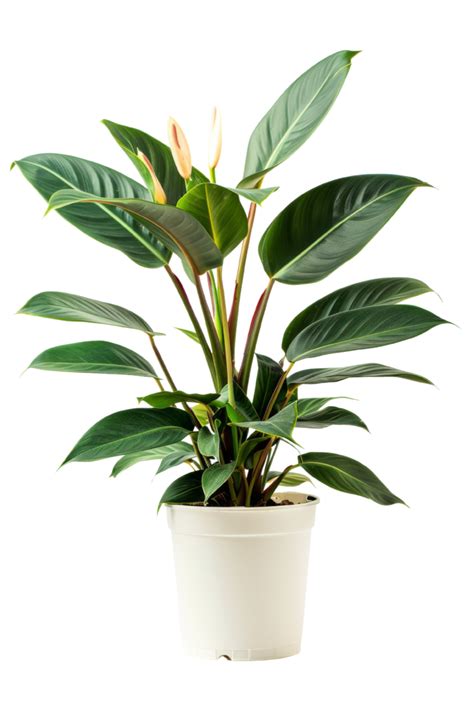 Verde Plantar Dentro Branco Panela 48896648 Png