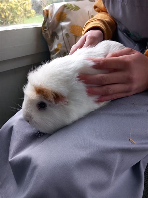 Moonfleet Boarding Chickerell