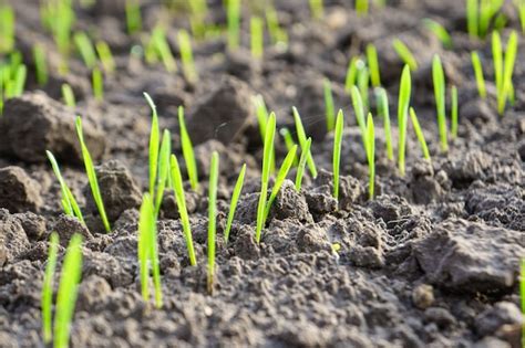 Premium Photo Closeup Of Young Seedlings Of Winter Wheat Young Green