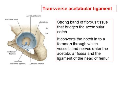 Hip Joint Hip Joint Type Synovial Subtype Multiaxial