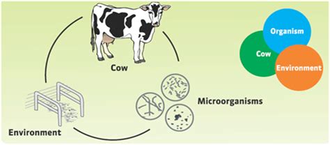 Effect Of Subclinical Mastitis On Milk Composition In Lactating Cows