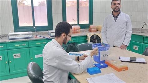 الزراعة فحص أكثر من مليون طن بطاطس منذ بداية الموسم