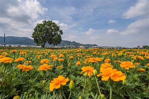 2023新社花海暨臺中國際花毯節台中市 旅遊台灣
