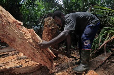 Ketahanan Pangan Lokal Solusi Atasi Kemiskinan Di Papua Barat Republika Online