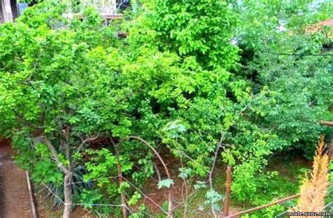 იყიდება მიწები აგარაკები უძრავი ქონების სააგენტო მალე