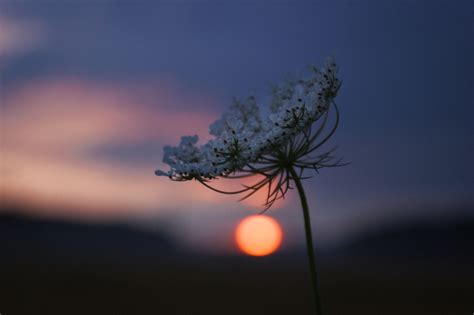 野胡萝卜 野花 日落 Pixabay上的免费照片 Pixabay