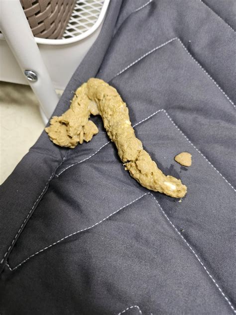 강아지 토보기 안좋을 수 있음 지식in