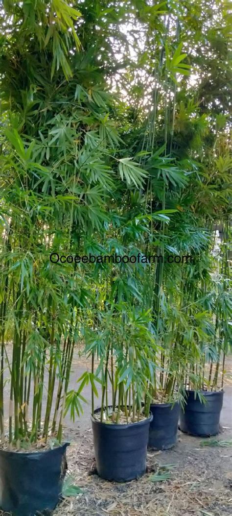 Graceful Bamboo Weaver Bamboo Textilis Gracilis Bamboo Green Bamboo