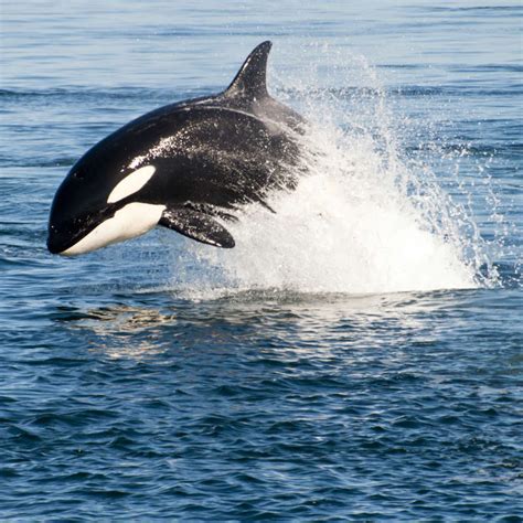 Las Orcas Son Muy Inteligentes Se Comunican Y Cooperan Entre Ellas