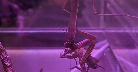 Zorak The Chinese Mantis Album On Imgur