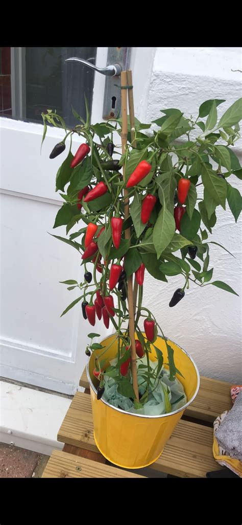 Chenzo Chilli Plants Uk Grown Plants Delivered As Ts Plants4presents
