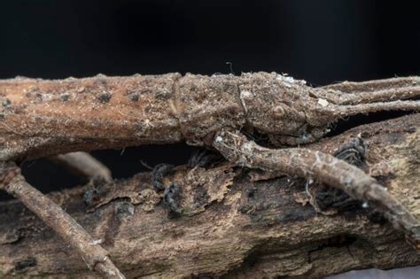Premium Photo Closeup Shot Of The Brown Walking Stick Bug