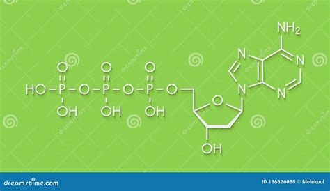 Deoxyadenosine Triphosphate Datp Nucleotide Molecule Dna Building
