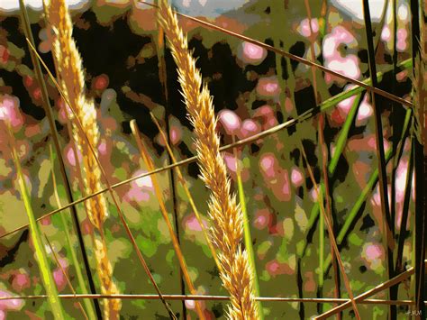Posterized Ornamental Grass With A Touch Of Pink Photograph By Heidi