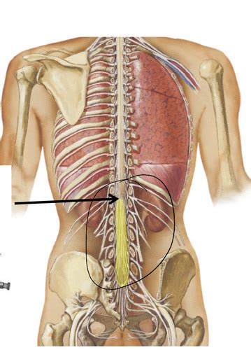 Chapter 13 Spinal Cord Spinal Nerves And Somatic Reflexes Exam 4
