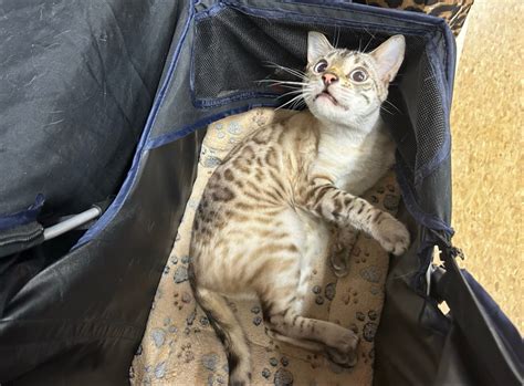 Have You Seen These Cat Breeds Cat Lovers Get A Show Cbc News