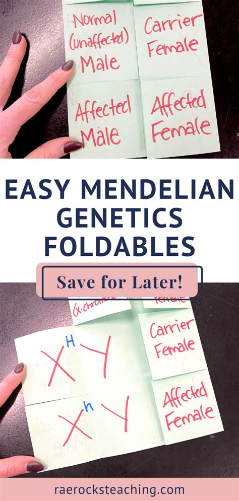 4 Easy Foldables In The Classroom I Use To Teach Mendelian Genetics In 2023 Biology Teacher