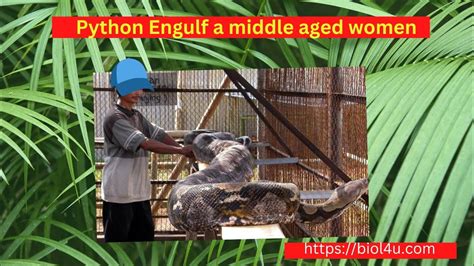 54 Years Old Lady Was Engulfed By A Huge Python In Indonesia Youtube