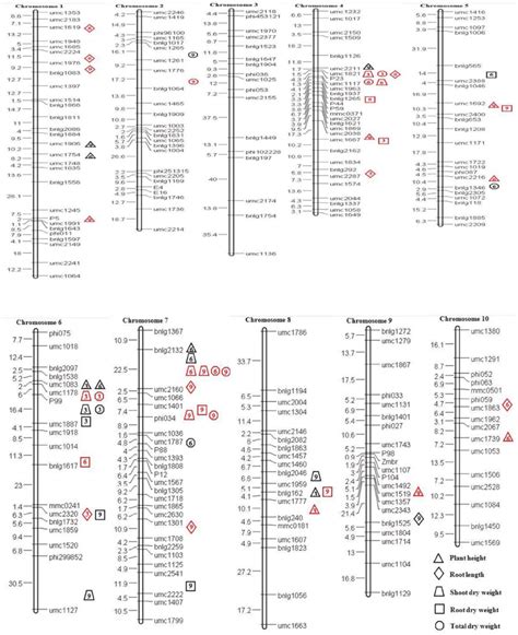 Positions Of Conditional Qtl For Five Seedling Morphological Traits