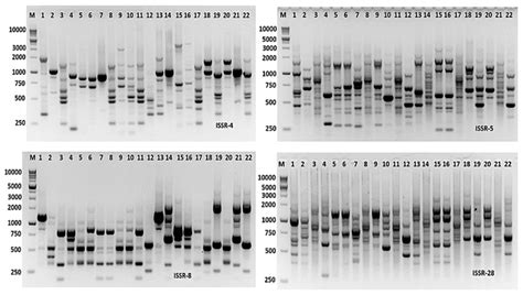 Identification And Biodiversity Patterns Of Aspergillus Species