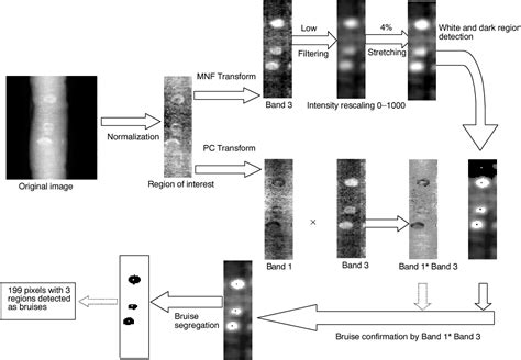 Figure 2 From Detection Of Bruises On Apples Using Near Infrared Hyperspectral Imaging