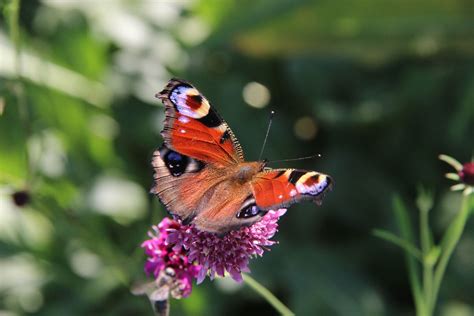 Paon du jour Les jardins du Musée international de la Parfumerie